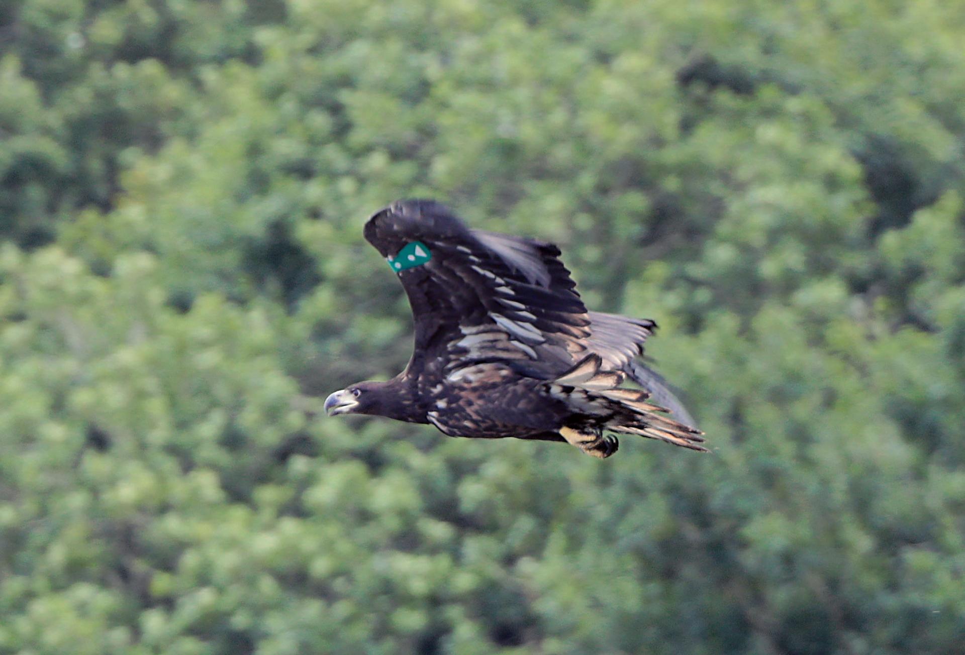 In Pictures: White tailed eagles released after being raised in Ireland ...