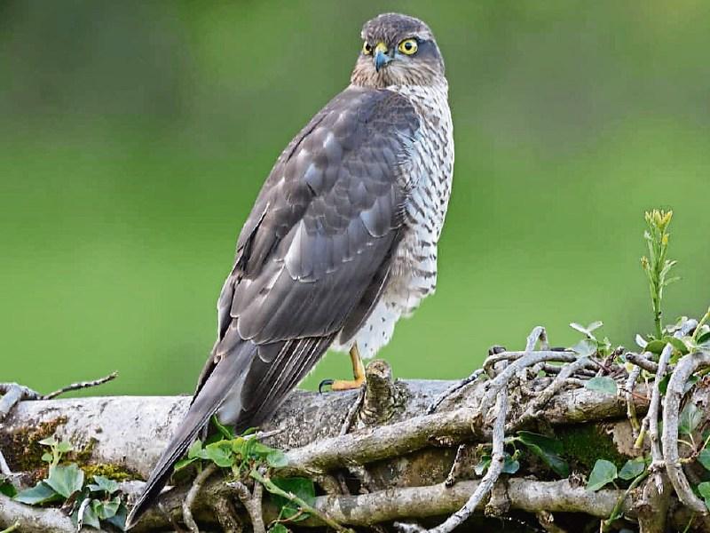 albert sparrowhawk