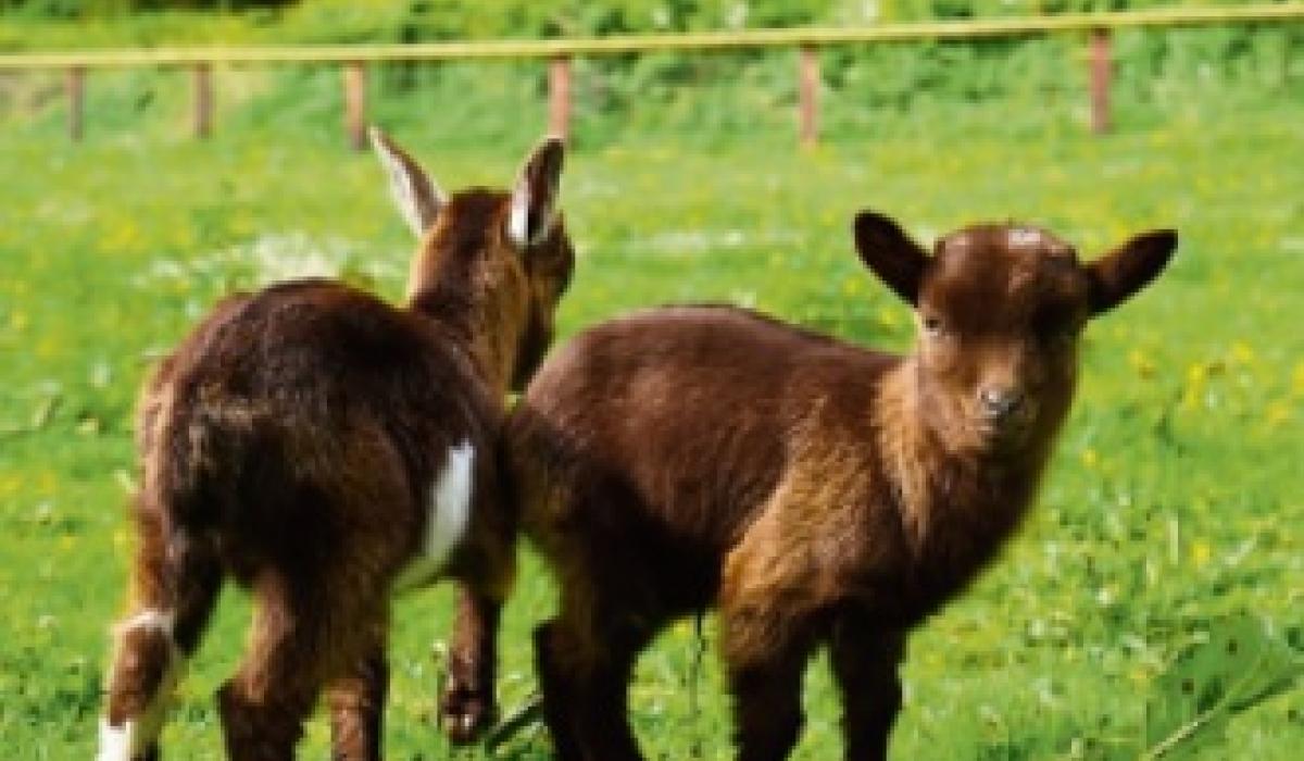 Pick me! Name these baby pygmy goats - Limerick Live