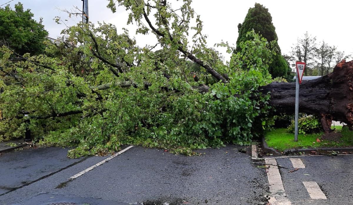 Trees fall 'like a house of cards' across County Limerick - Limerick Live