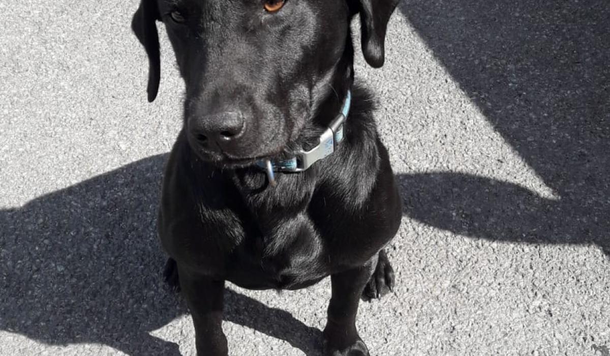 Garda dog Rex assists in discovery of handgun and seizure of €40,000 of ...