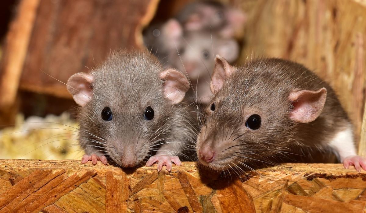 ALERT: Irish homes at risk of rat invasion over Christmas season amid ...