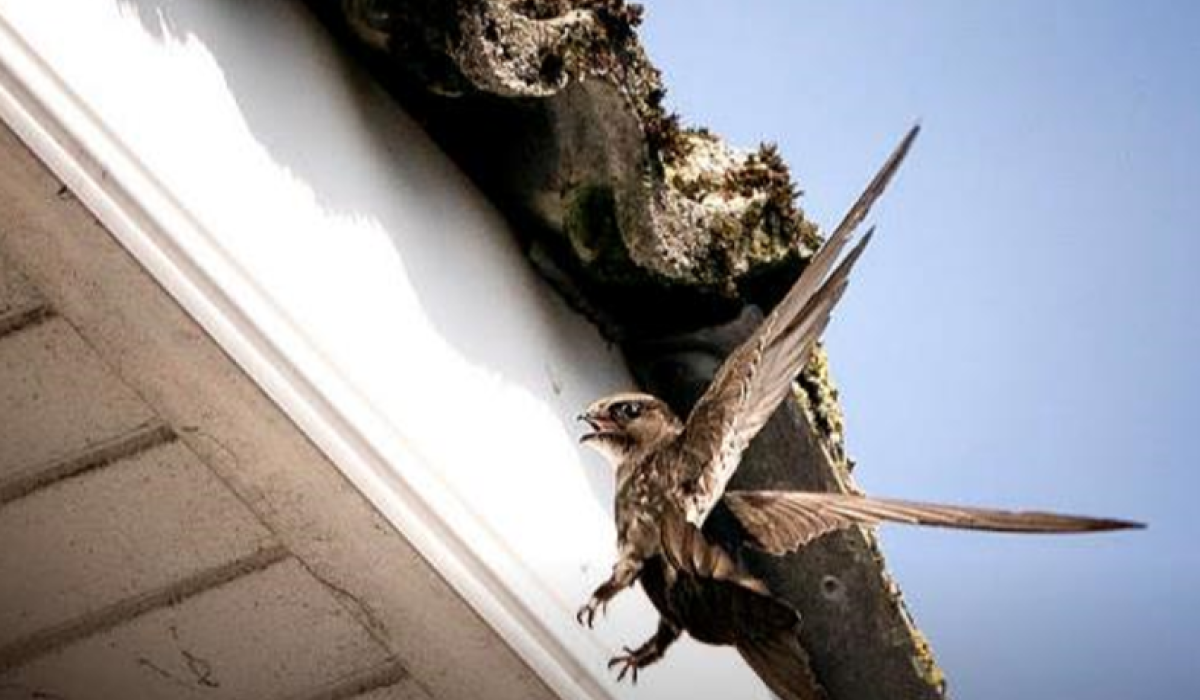 Swift action: Conservation project underway in Limerick to save birds ...