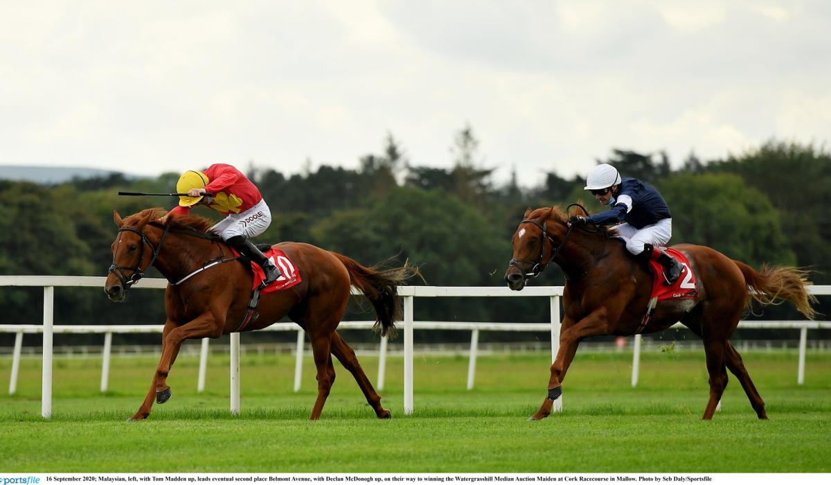 RACING: Top tips and analysis for Cork's card on Thursday - Limerick Live