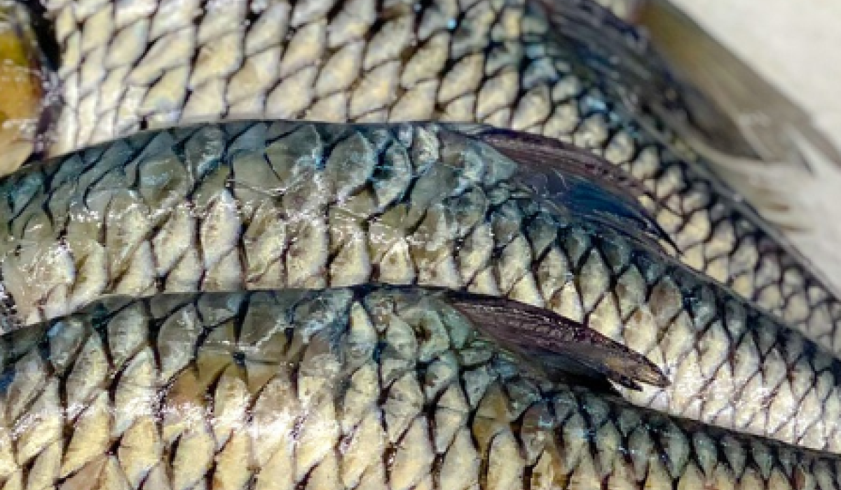 ALERT: Frozen fish recalled due to presence of unauthorised substances ...