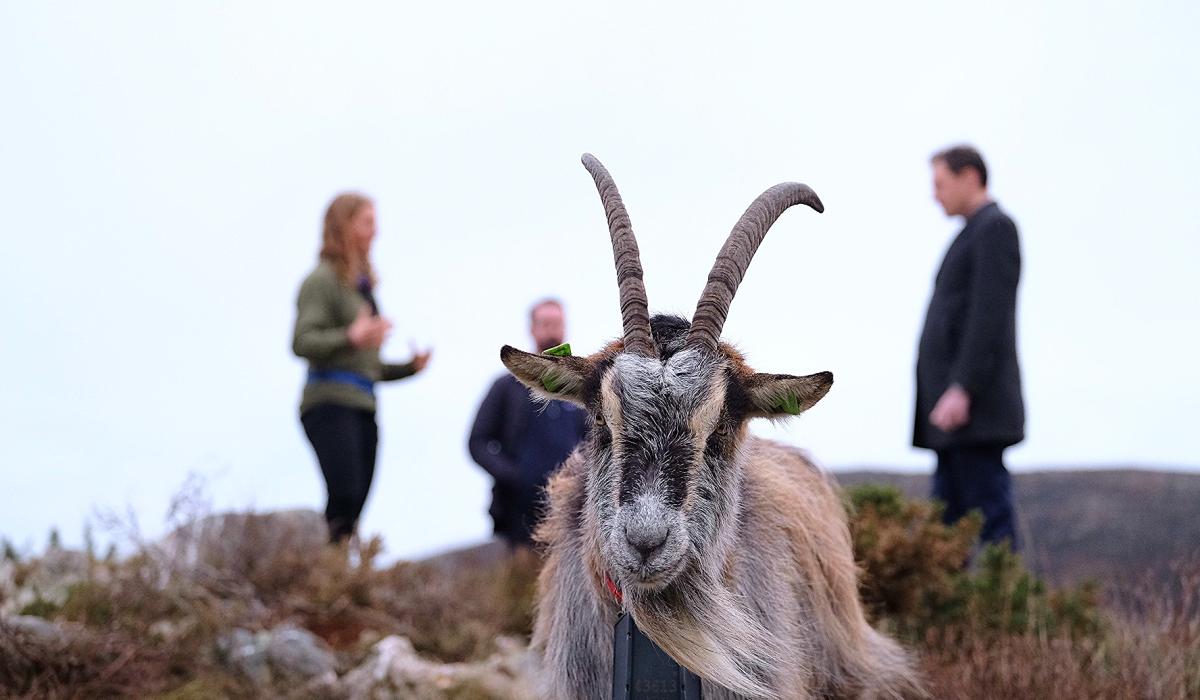 Irish goat breed named as native and rare after extensive DNA profiling ...