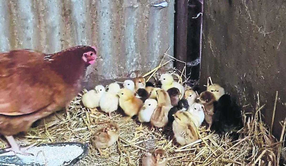 Eggstraordinary! Irish hen hatches phenomenal amount of chicks in one ...