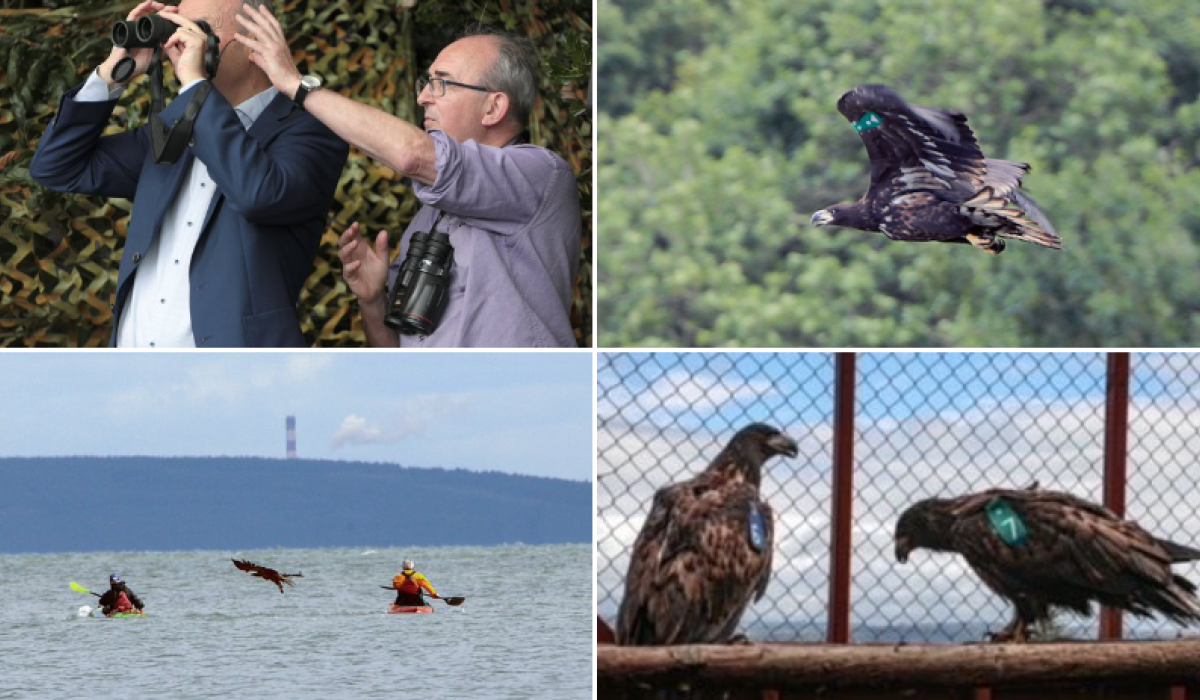 'Magnificent birds' - Taoiseach releases formerly extinct eagles into ...