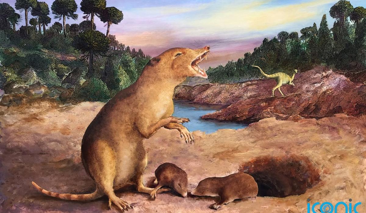 Earliest known 'shrew-like' mammal identified using fossils dated back ...