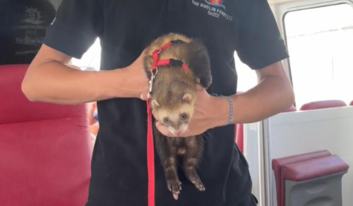 Ferret takes in the sights on boat trip around Ireland's west coast ...
