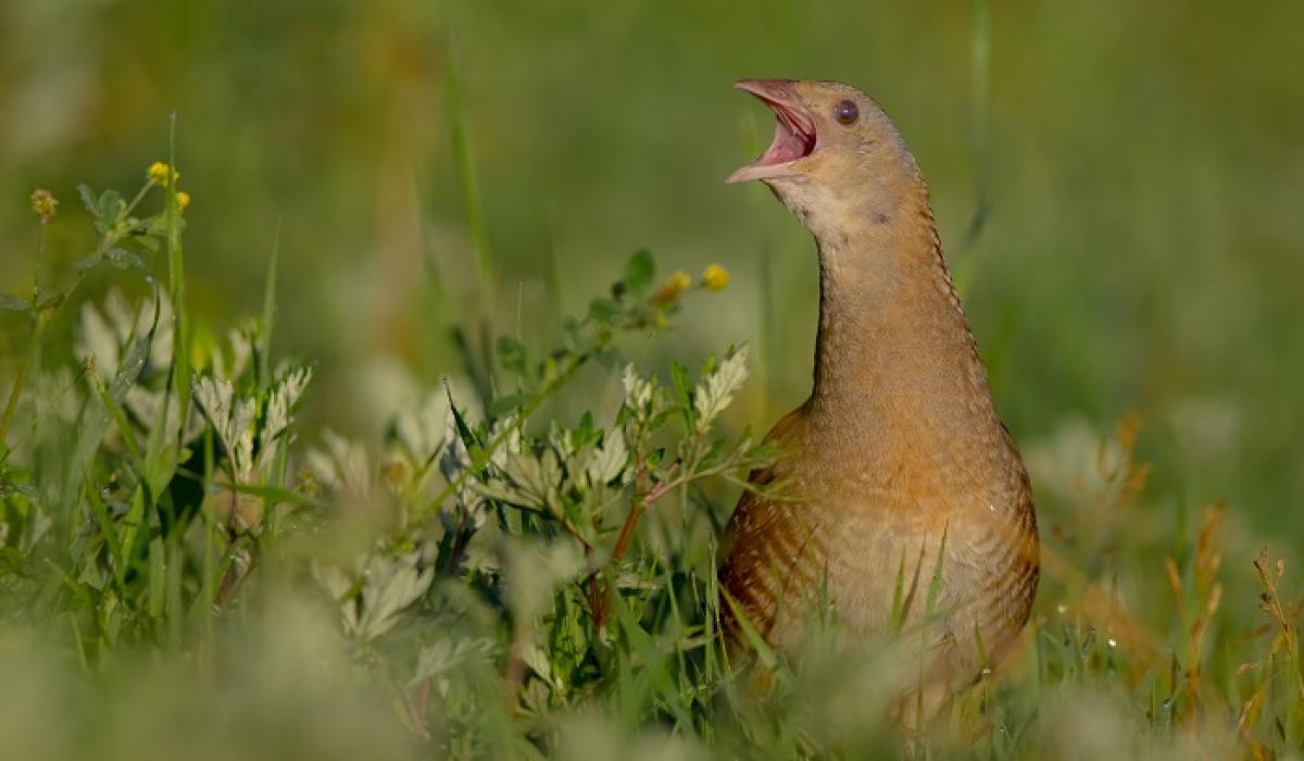 Efforts by farmers to save endangered Irish bird praised - Limerick Live