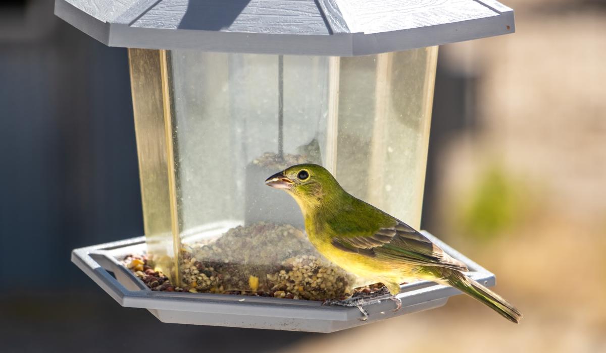 Then & Now: Counting birds and matches in Limerick - Limerick Live