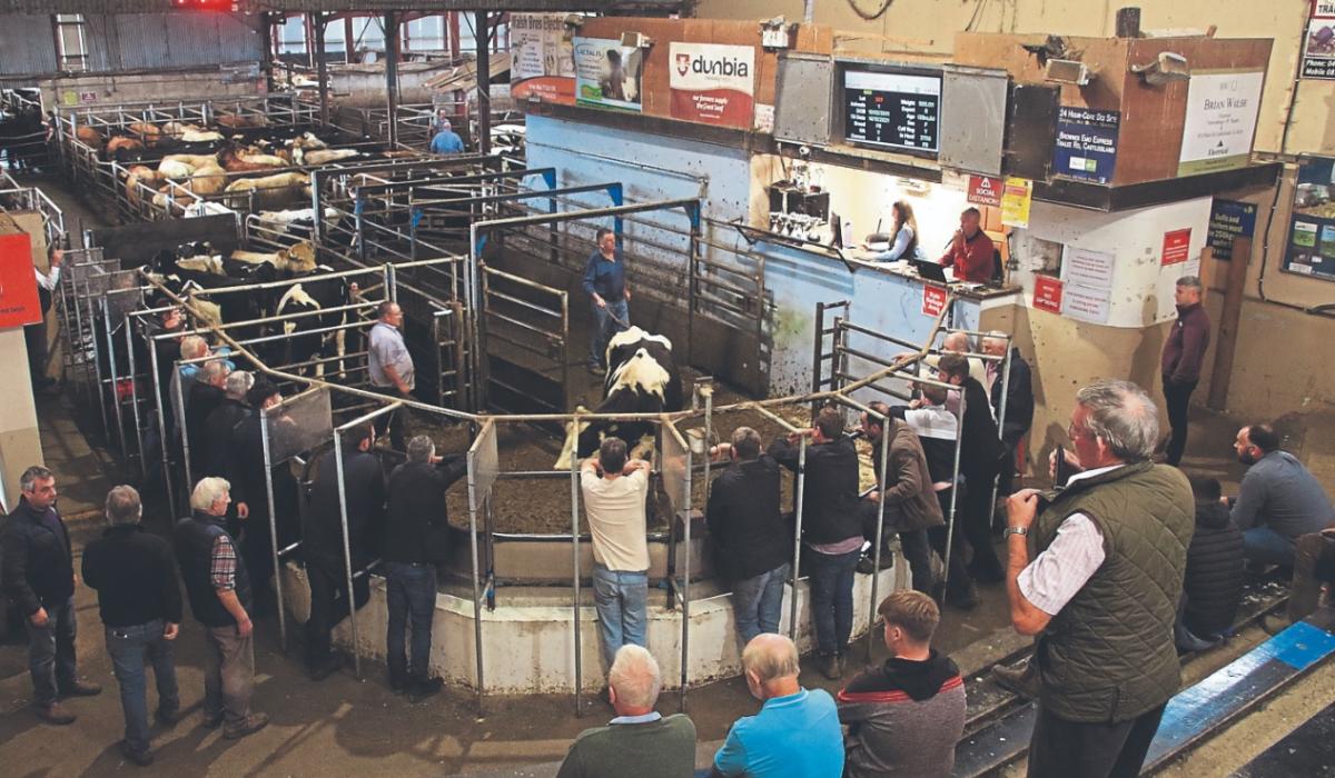 Mart popular with Limerick farmers celebrates 40 years in business ...