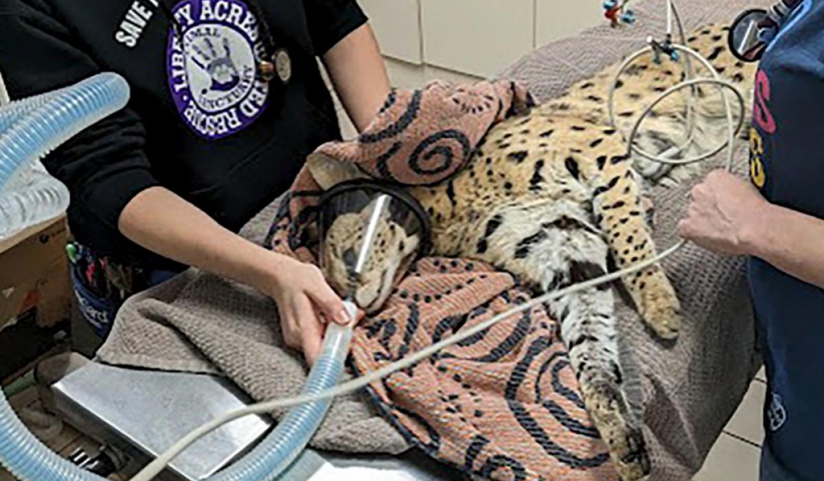 'Cocaine Cat' will live at zoo after escaping owner - Limerick Live