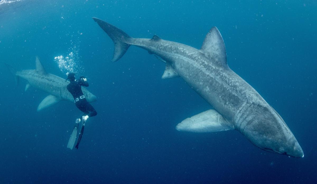 New underwater series featuring extraordinary footage by Irish ...