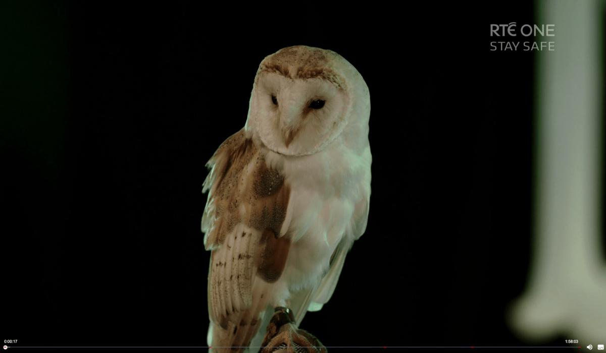 Landing: RTÉ teases return of the owl ahead of new season - Limerick Live