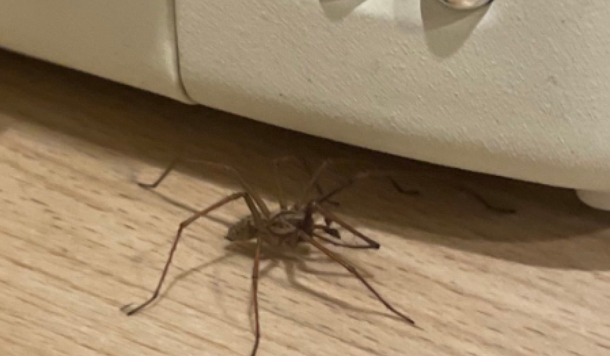 NATIONAL: People shudder as RTE star finds huge spider under toaster ...