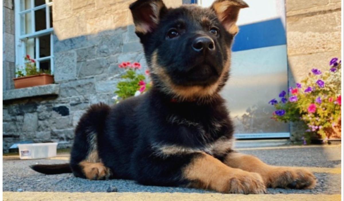 Garda Dog Unit welcomes three adorable four-legged recruits - Limerick Live