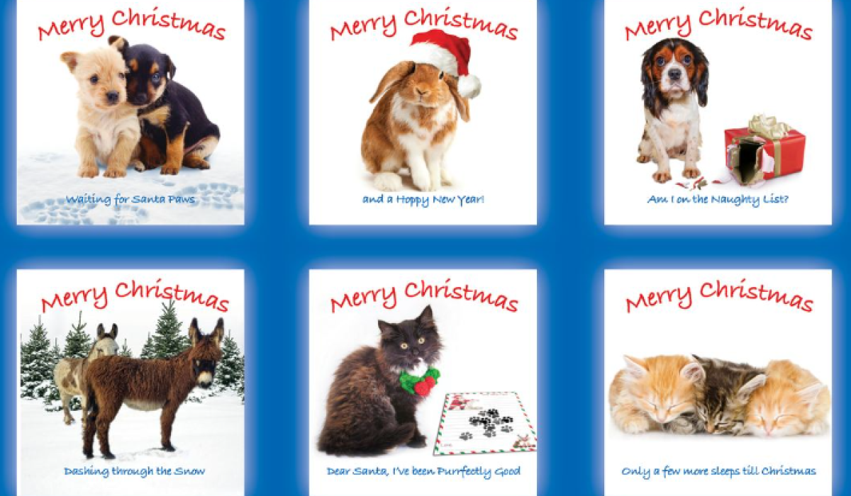 Irish animal charity releases Christmas cards featuring rescued animals ...