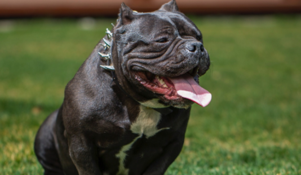 GUIDE: Ireland's laws on XL bully dogs as UK introduces new ban ...