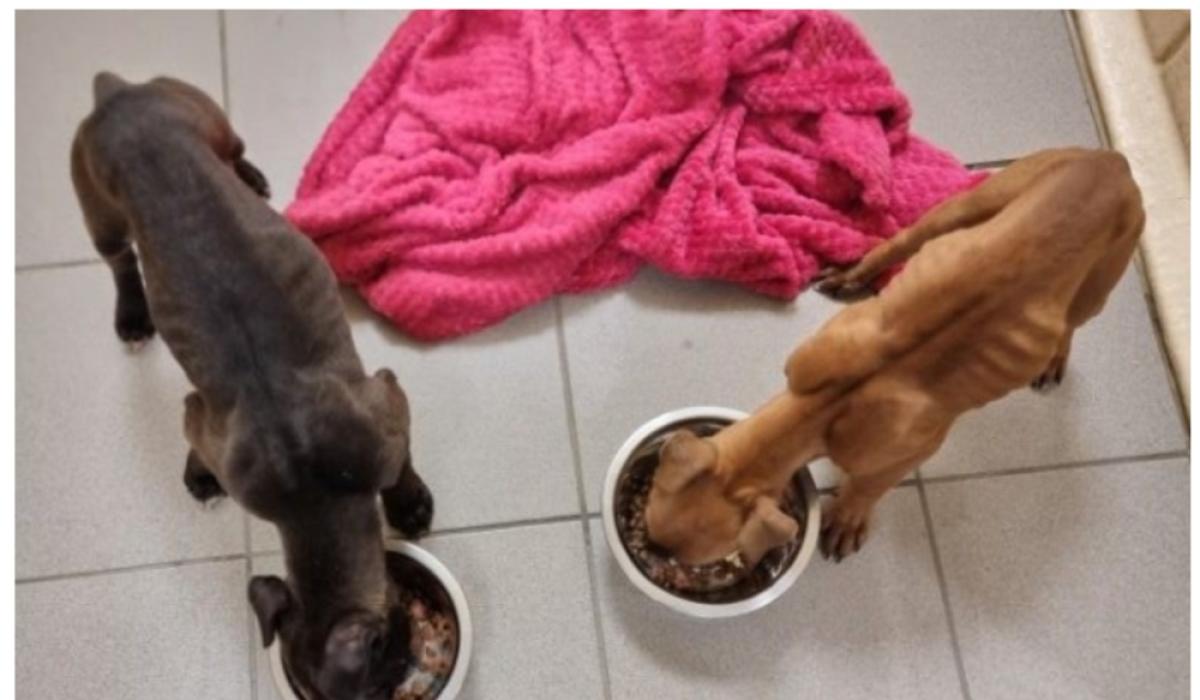 Emaciated puppies rescued from bog as 400 dogs surrendered to Irish ...