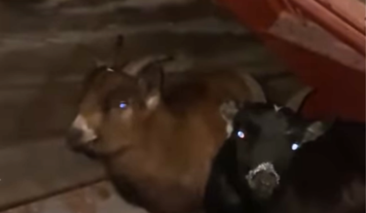 'It's just insane' - Terrified goats found hiding in old farm yard ...