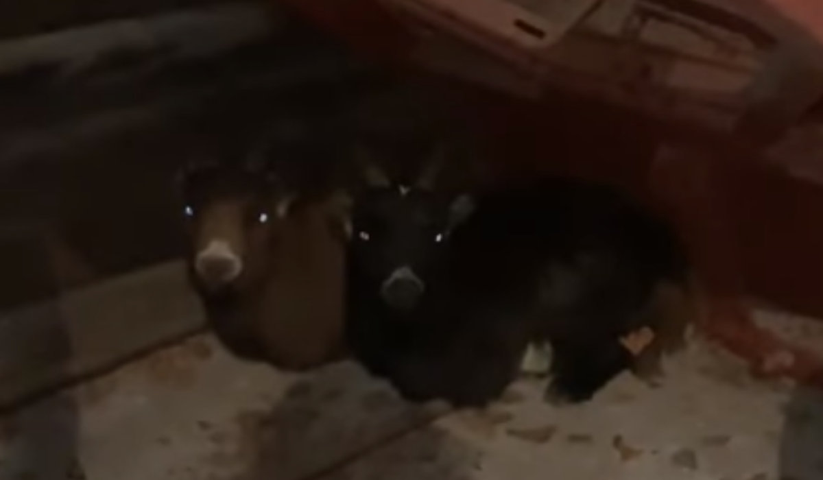 'We need support badly' - Animal welfare group seeks donations after ...