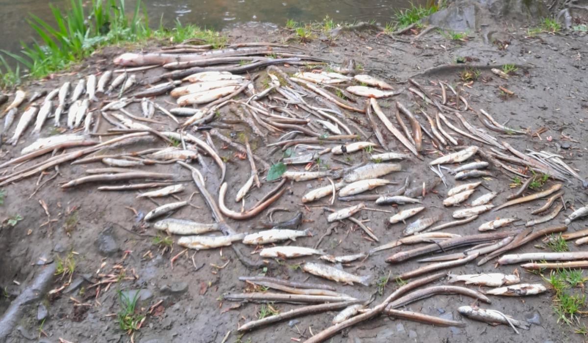 National: Uisce Éireann fined over sludge discharge that 'wiped out ...