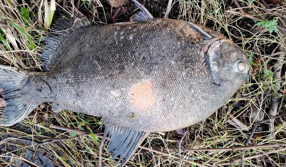 National: Discovery of exotic fish related to piranha in Irish lake ...