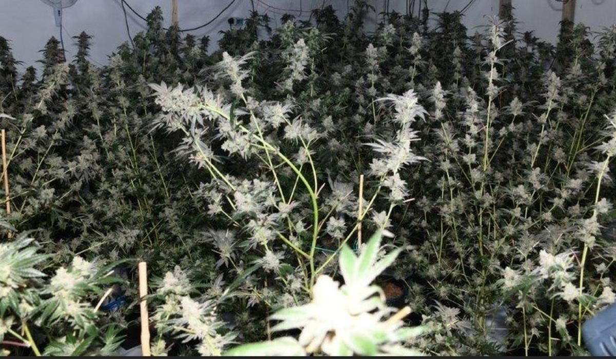Gardai discover 'large scale' cannabis growhouse at industrial unit in ...