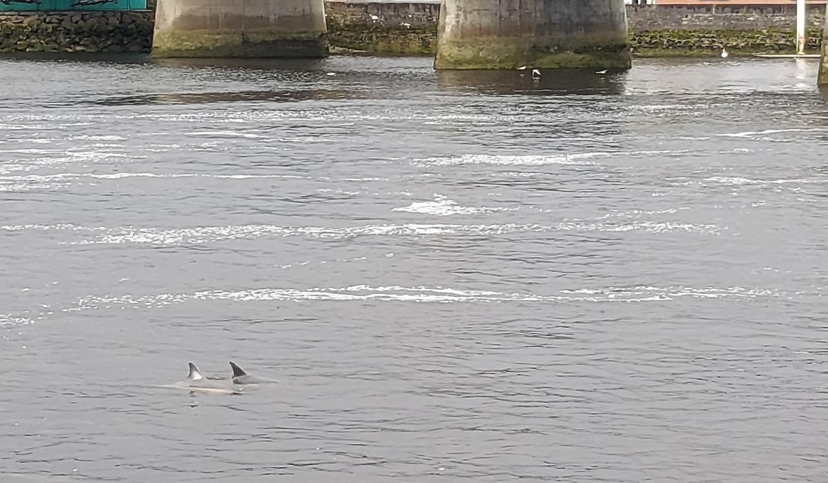 WATCH: Rare sight on Limerick's riverside - Limerick Live