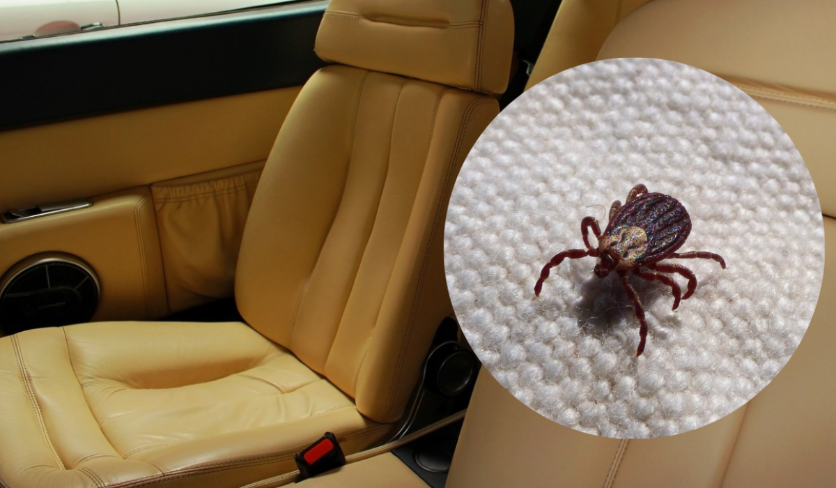 REVEALED: Seven tell-tale signs your car is infested with BUGS and ...