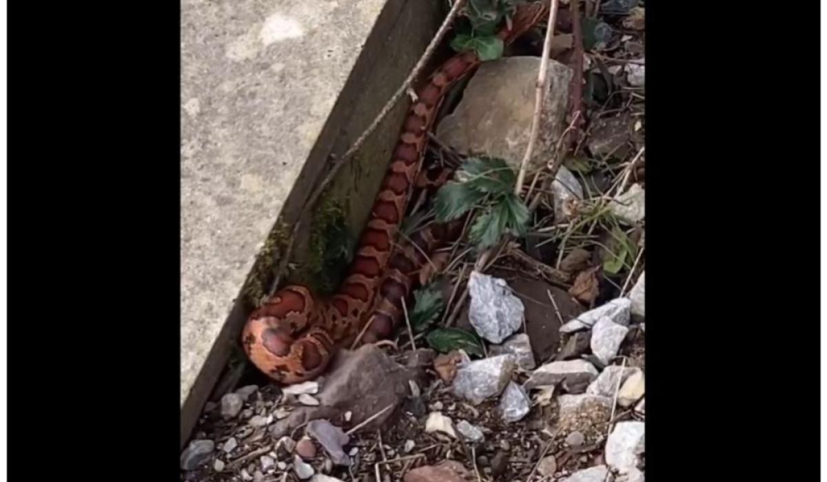 National: Staff shocked as snake spotted at one of Ireland's busiest ...