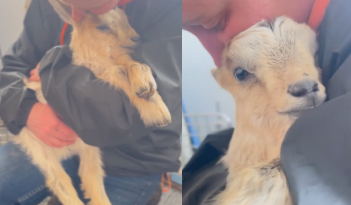 WATCH: 'Starving' baby goat found dumped in stranger's garden ...