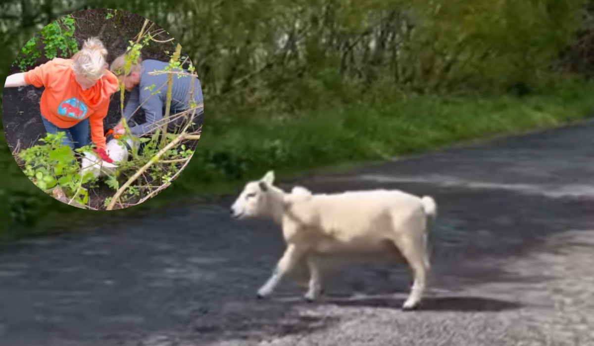 WATCH: Sheep spotted running on roads near N4 rescued with help of pet ...