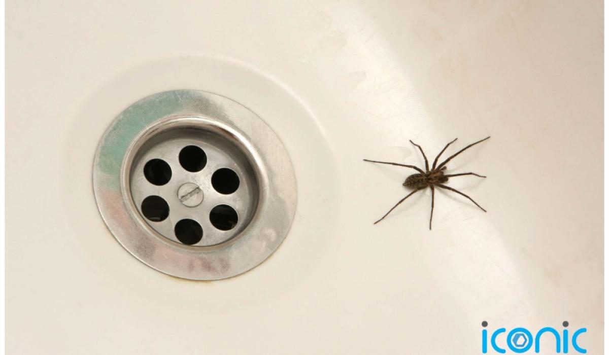 EXPLAINER: 8 simple ways to keep the spiders at bay this summer ...