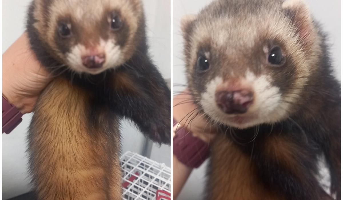 Bizarre incident as locals save ferret from crow attack on Irish main ...