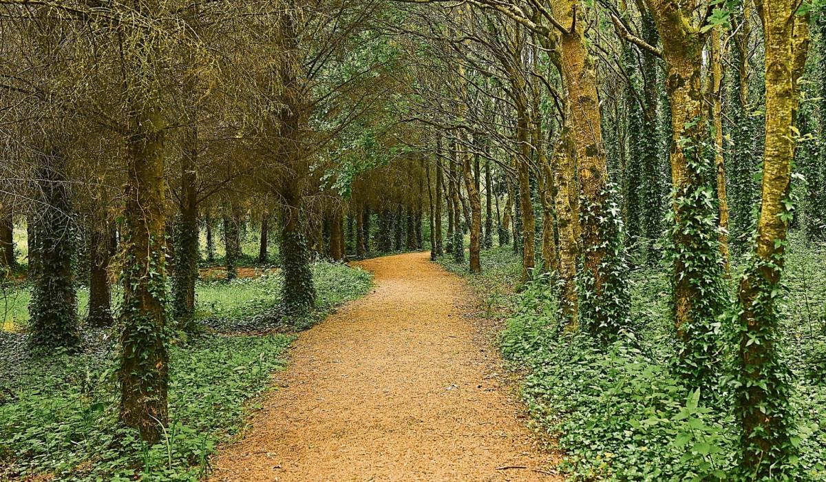 Green Limerick: Funding boost for biodiversity projects - Limerick Live