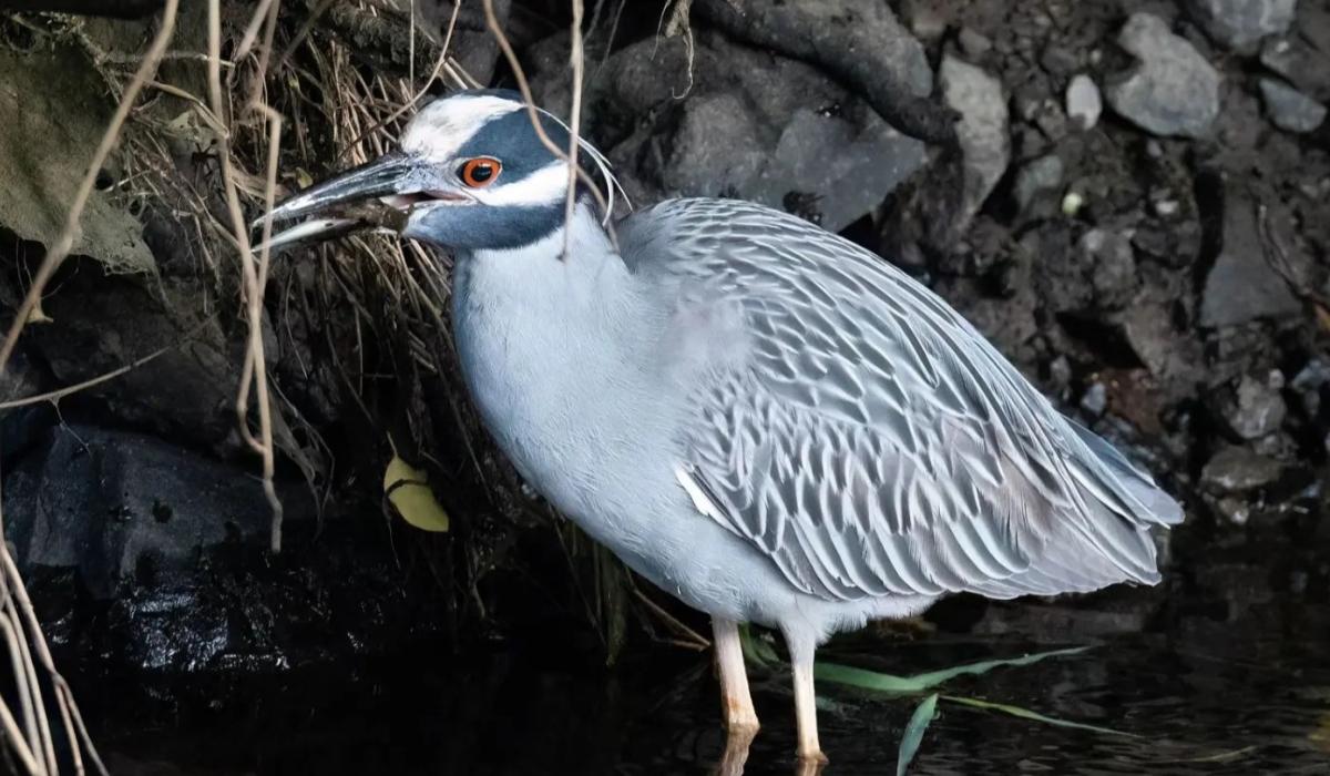 'The coolest bird you'll ever meet' - Birdwatchers go west to see rare ...