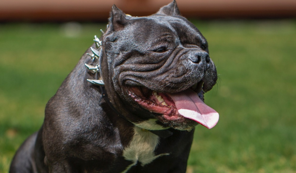 Full restrictions revealed as XL Bully ban set to be introduced next ...