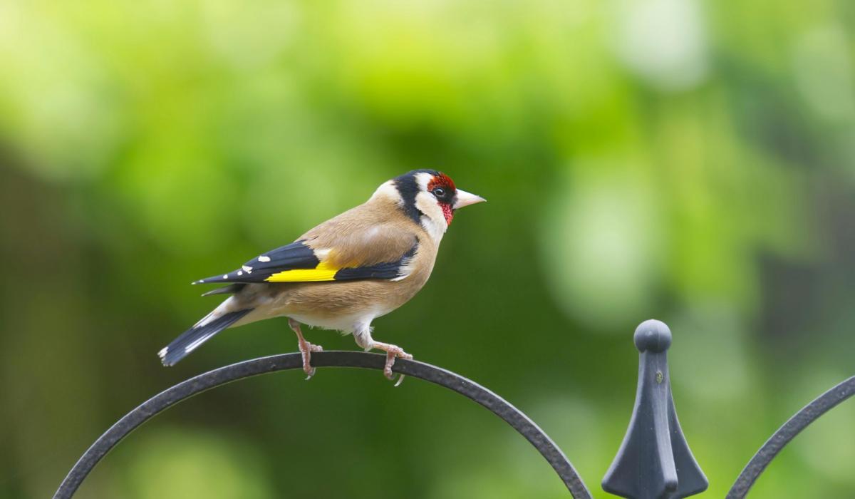 Gardai swoop on protected wild bird trappers in Limerick - Limerick Live