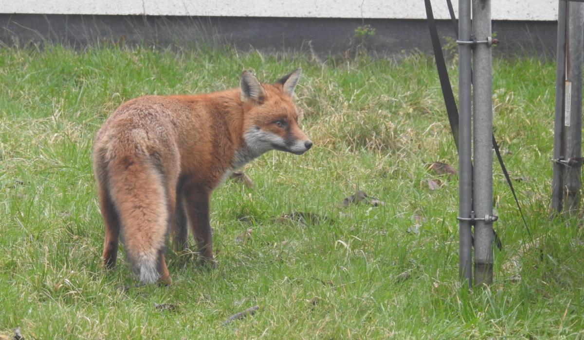 Limerick residents asked to record fox sightings for cross-border ...
