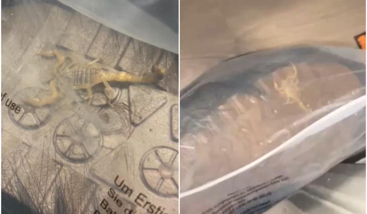Irish shoppers warned as woman finds deadly live scorpion in online ...