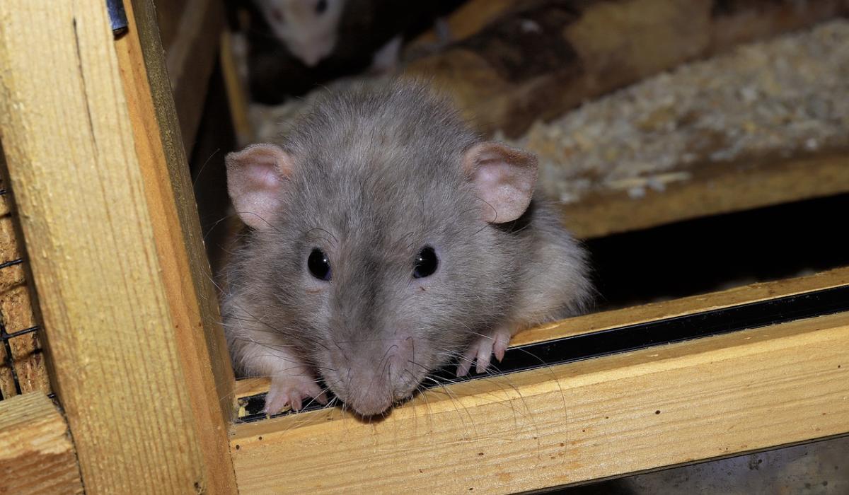 Huge spike in rats in Irish houses with two counties plagued in ...