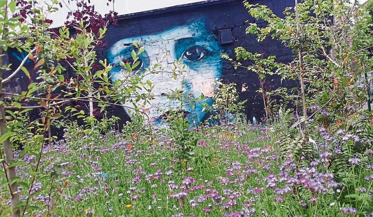 Green Limerick: Street art with a biodiversity twist - Limerick Live
