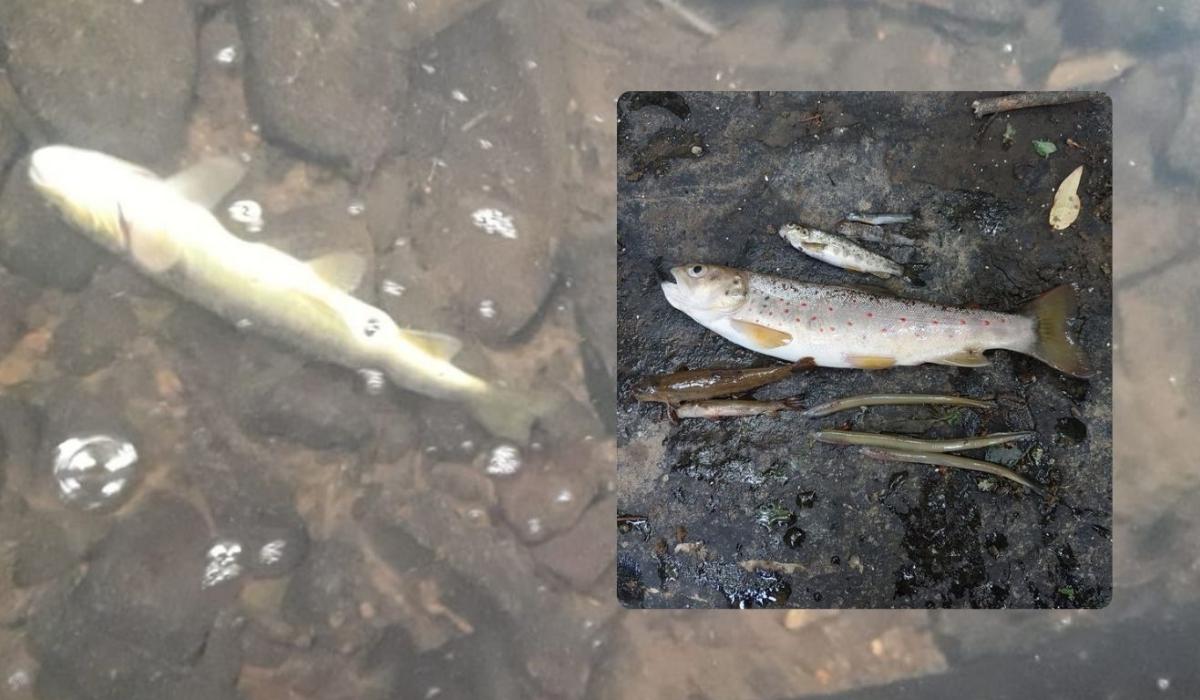 Uisce Éireann convicted and fined over major fish kill following ...