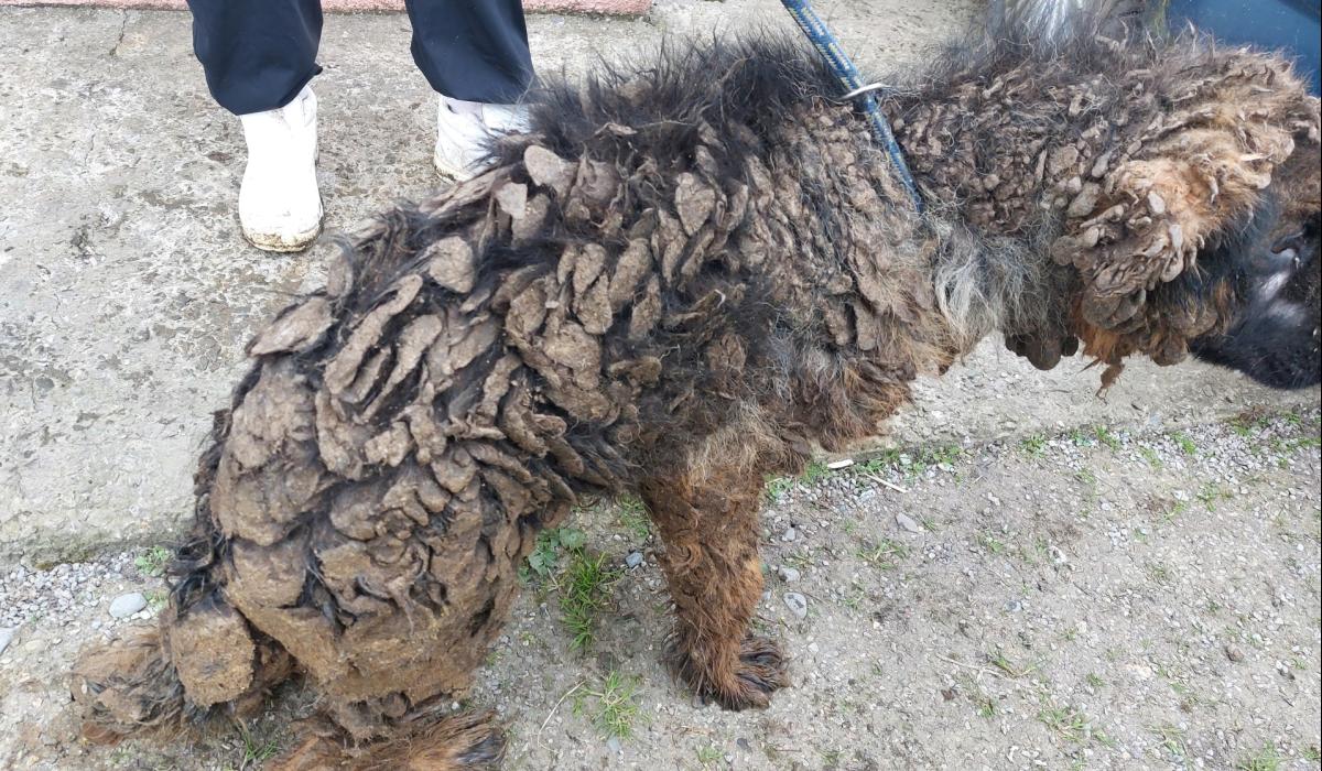 Rats living in sheds alongside dogs in 'horrific conditions:' Man faces ...