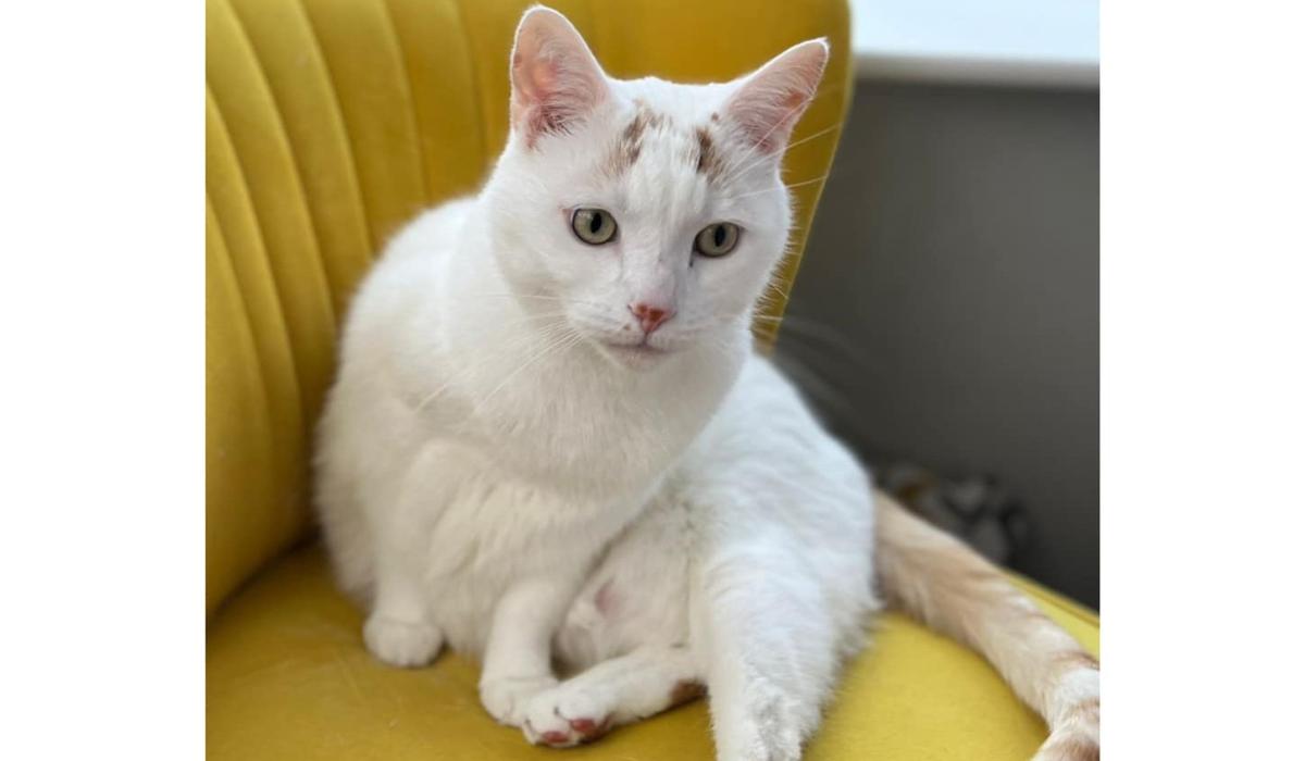 'Your cruelty knows no bounds' - Irish teens slammed for heartless cat ...