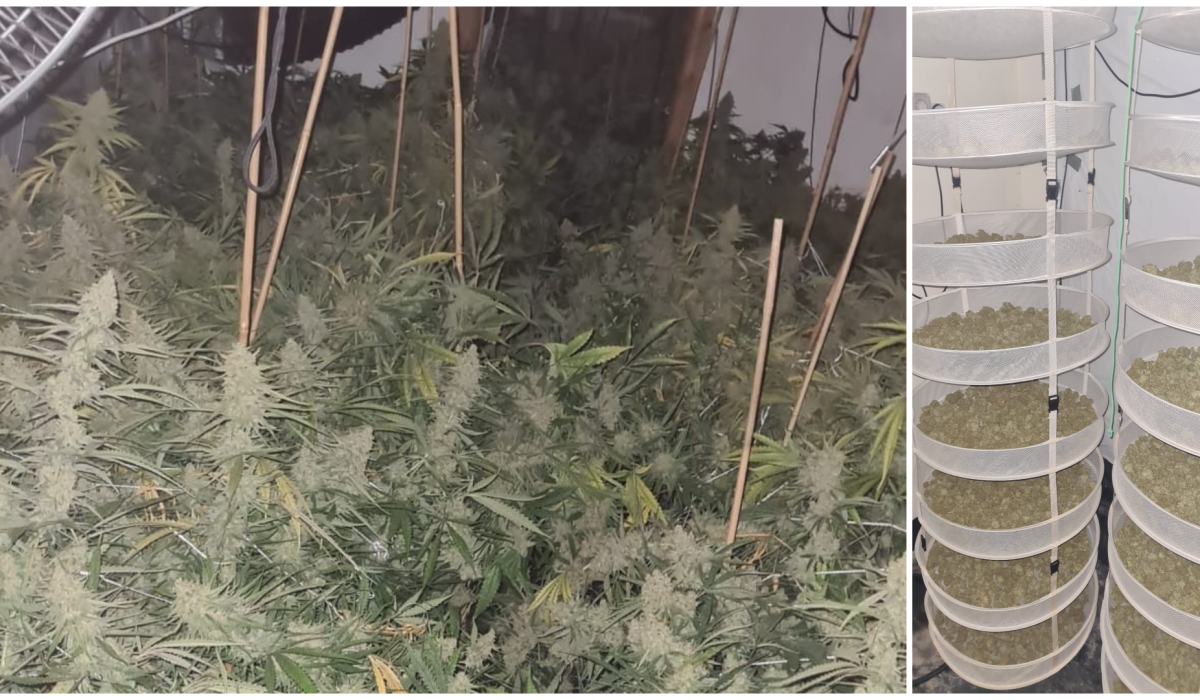 Two arrested after gardai raid 'sophisticated' cannabis grow house in ...