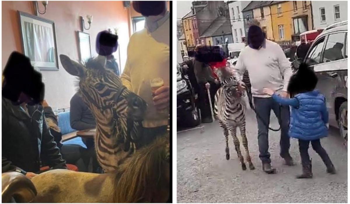 'Enough is enough' Outrage over zebra pictured inside Irish pub at ...
